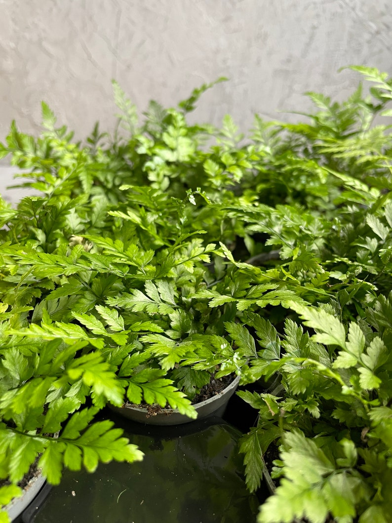 BABY FERN MIX | Indoor Ferns 6cm Pot | Perfect House Plant | Terrarium ...