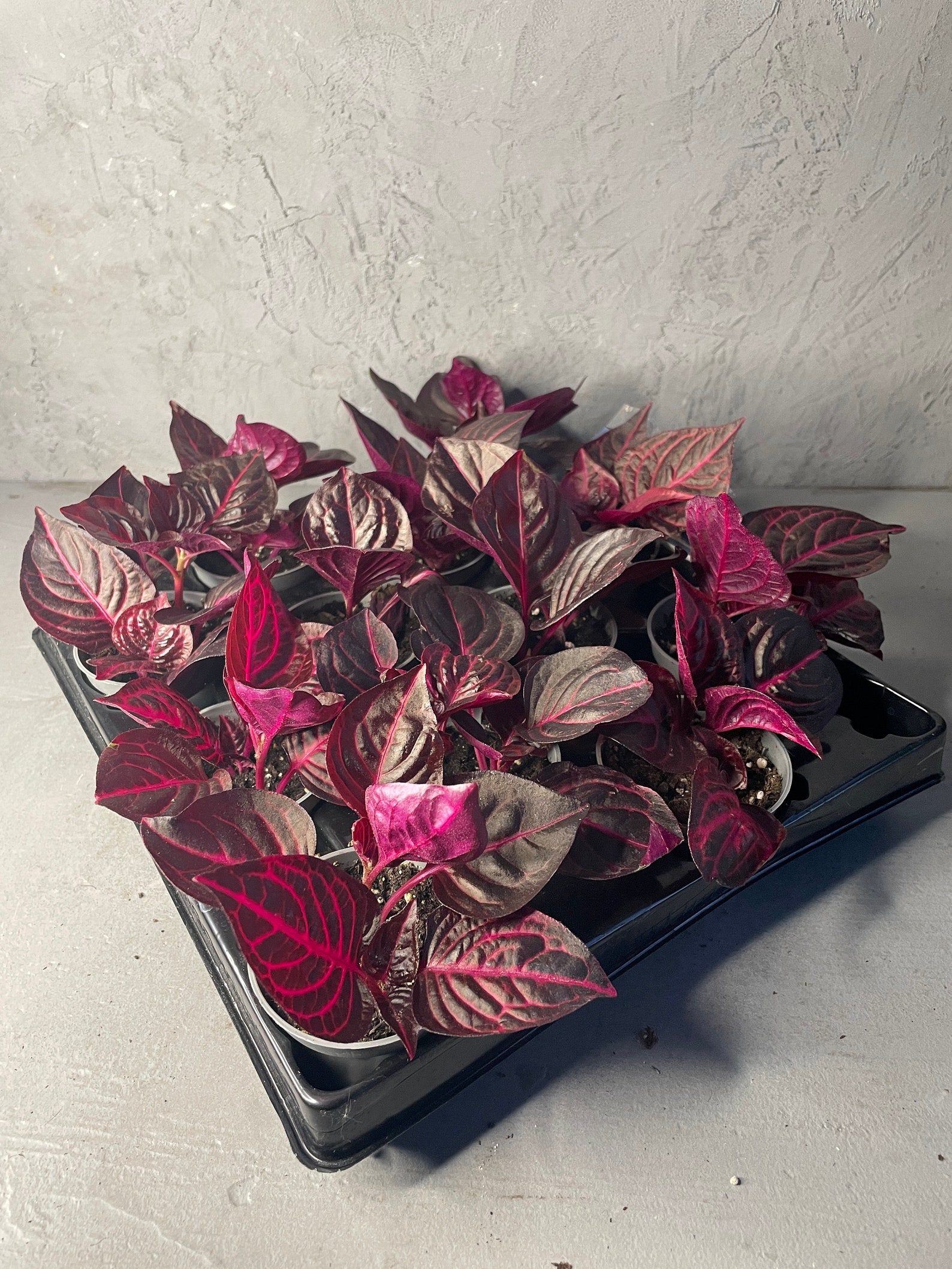 IRESINE HERBSTII BLOODLEAF | Intense Deep Purple Plant 6cm Pot ...