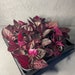 IRESINE HERBSTII BLOODLEAF | Intense Deep Purple Plant 6cm Pot ...