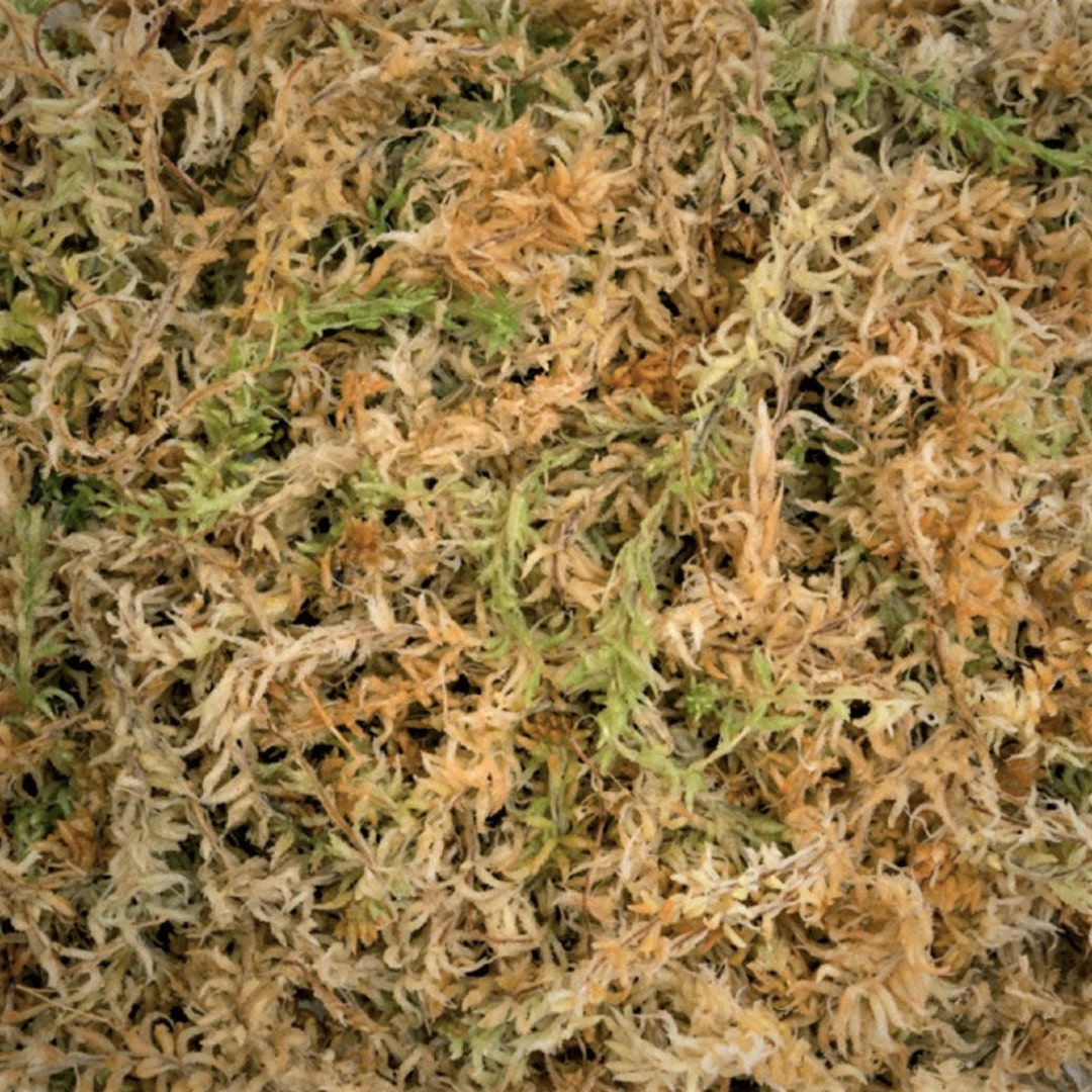 FRESH SPHAGNUM MOSS | Natural Fresh Moss | Terrarium Supplies | Peat ...