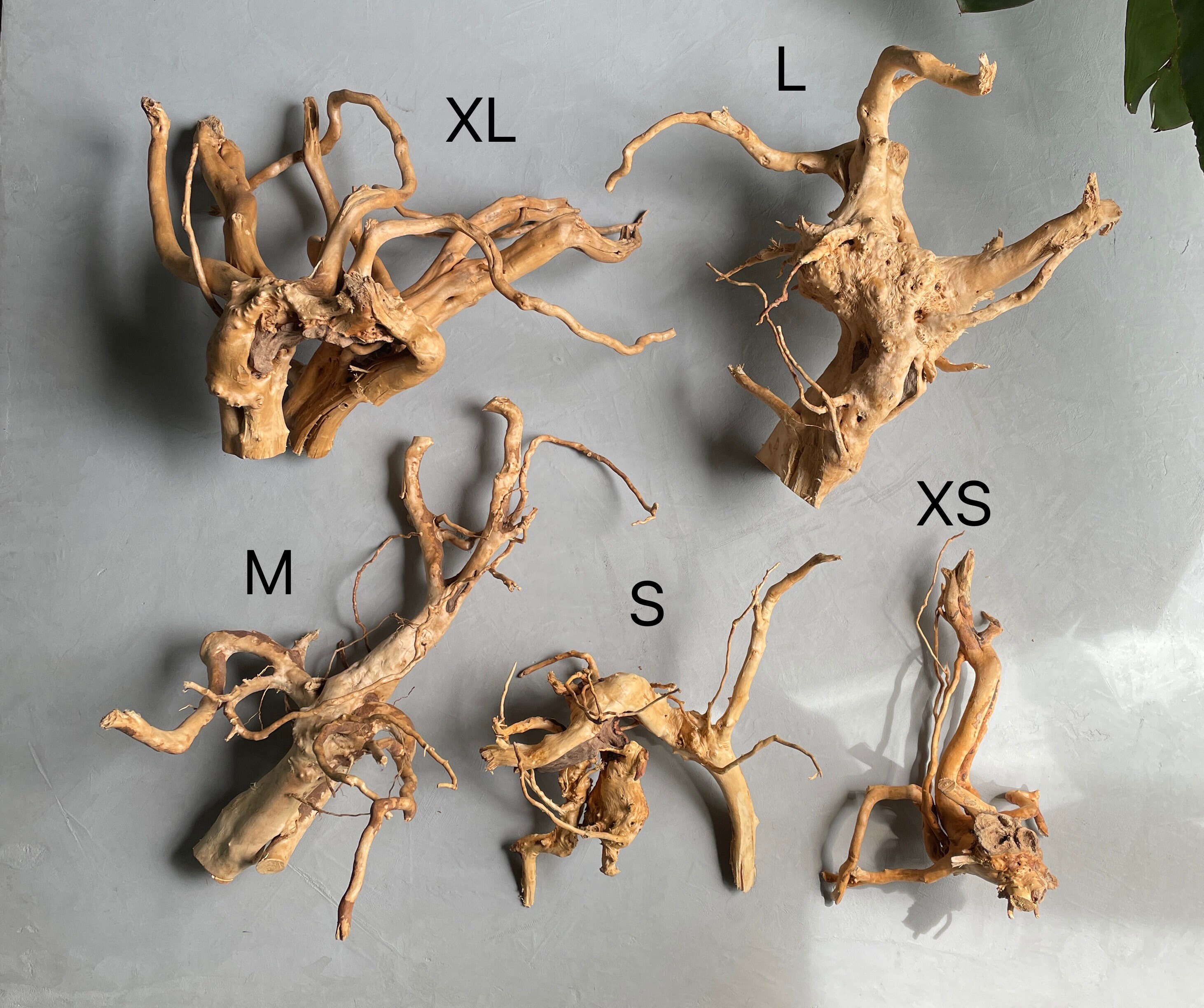 AZALEA REDMOOR ROOTS Terrarium Supplies Decorative Roots - Etsy UK