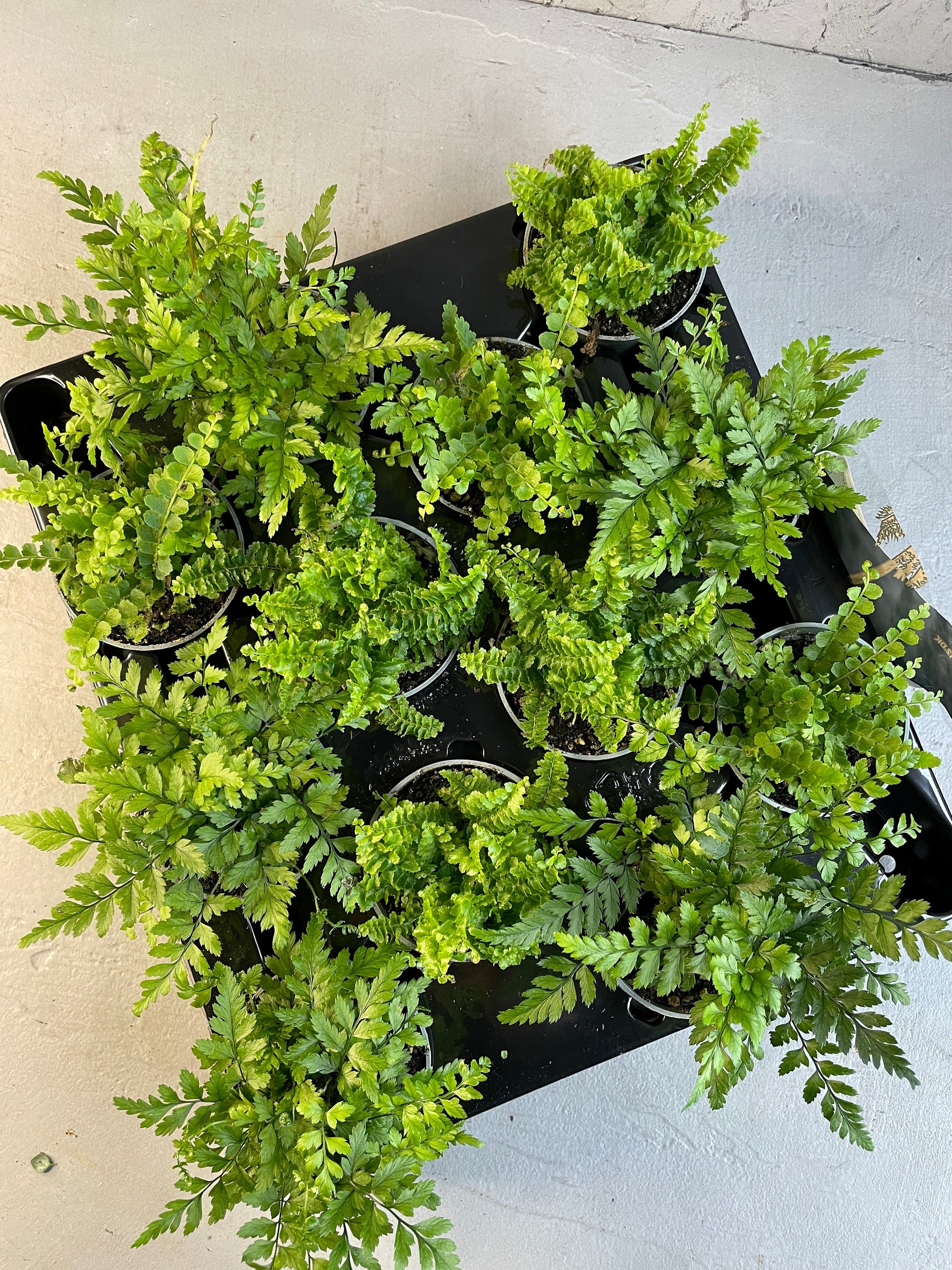 BABY FERN MIX | Indoor Ferns 6cm Pot | Perfect House Plant | Terrarium ...