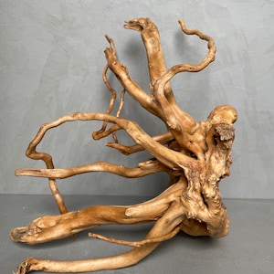 AZALEA REDMOOR ROOTS | Terrarium Supplies | Decorative Roots ...