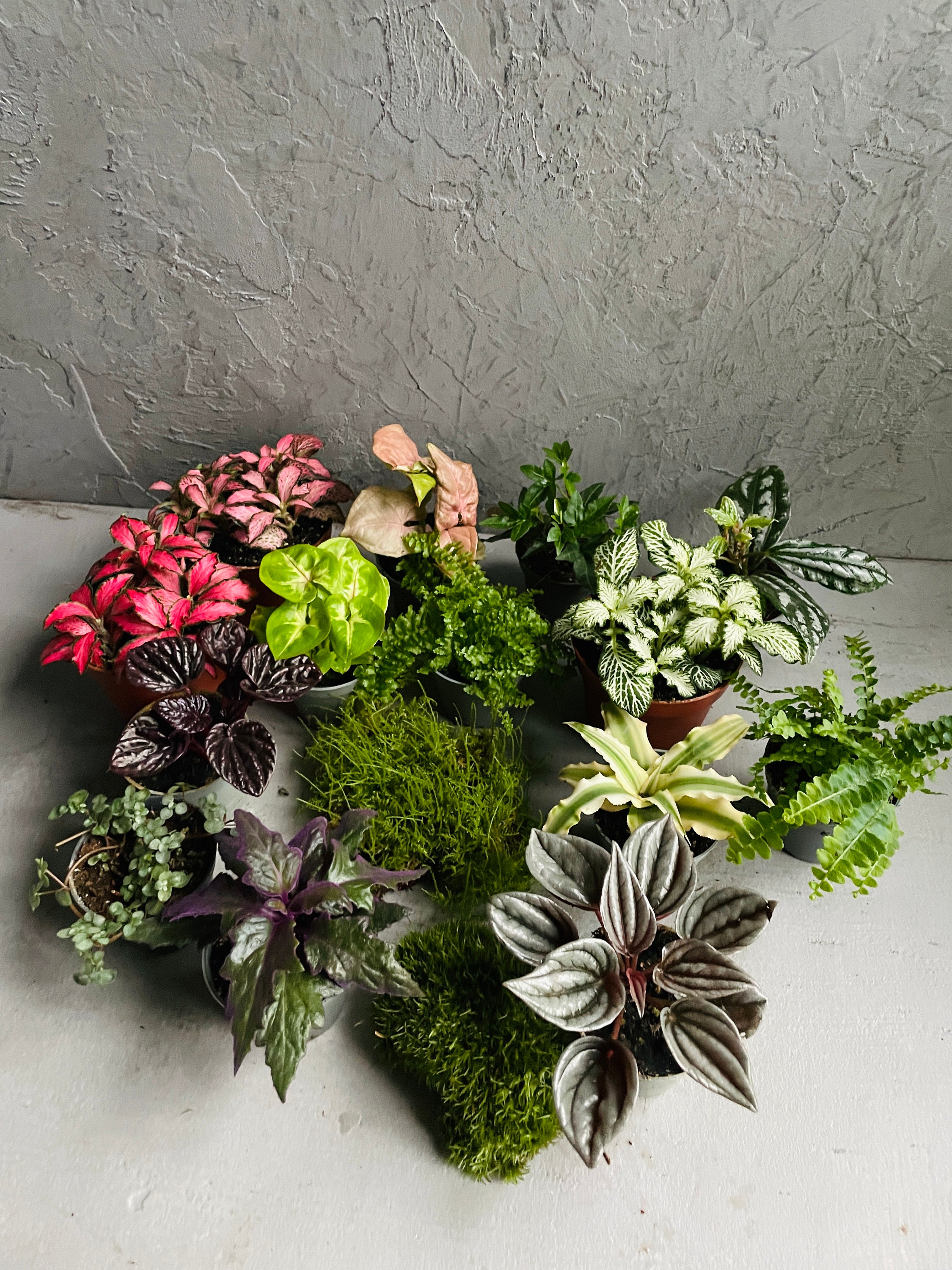 TERRARIUM LOWER PLANTS Set of 3 5 or 7 Lower Baby Plants - Etsy UK