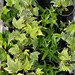 MINI IVY PLANT | Hedera Hibernica 5cm Pot | Perfect House Plant ...