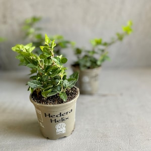 ENGLISH IVY PLANT | Hedera Helix 9cm Pot | Perfect House Plant ...
