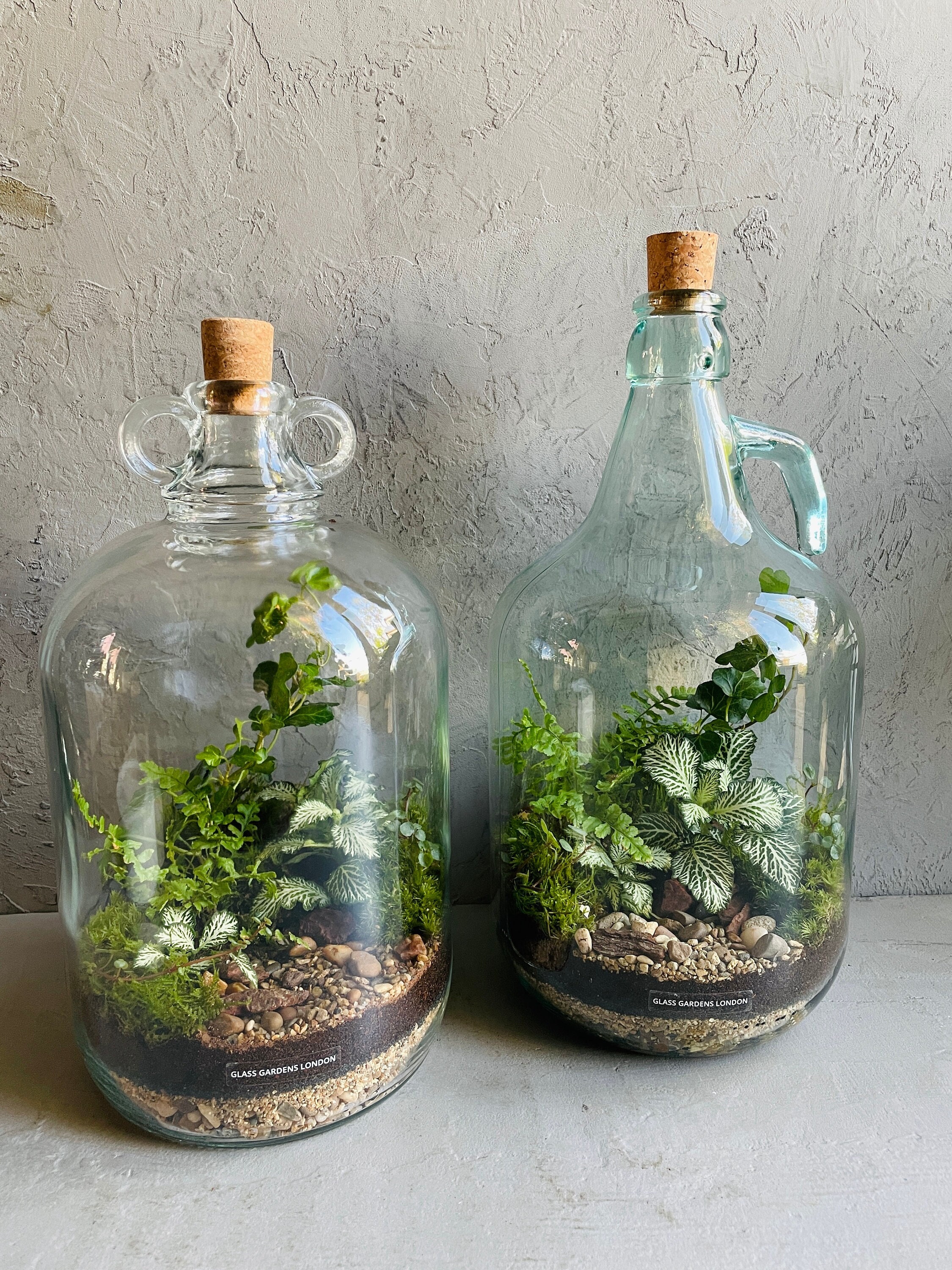 Terrarium Self Sustaining Ecosystem