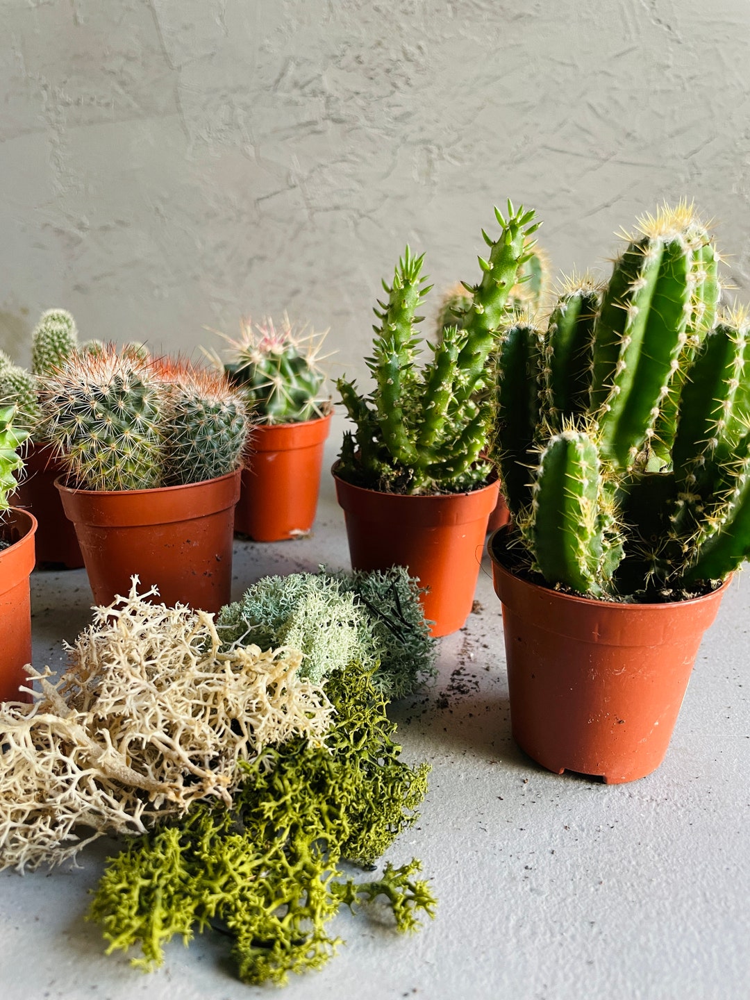 DESERT TERRARIUM CACTI | Mini Cactus Plant Mix | Reindeer Moss ...