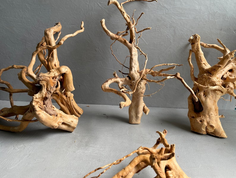 AZALEA REDMOOR ROOTS Terrarium Supplies Decorative Roots - Etsy UK