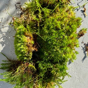 LIVE MOSS BUNDLE | Natural Fresh Moss Mix | Terrarium Supplies ...