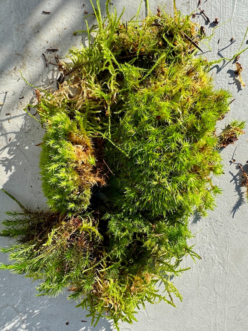 LIVE MOSS BUNDLE | Natural Fresh Moss Mix | Terrarium Supplies ...