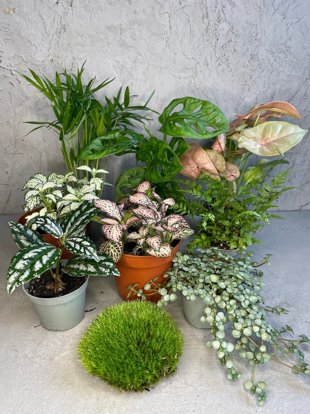 TERRARIUM PLANT SET | Set of 3, 5 or 7 Small Plants | Diy Starter Kit ...