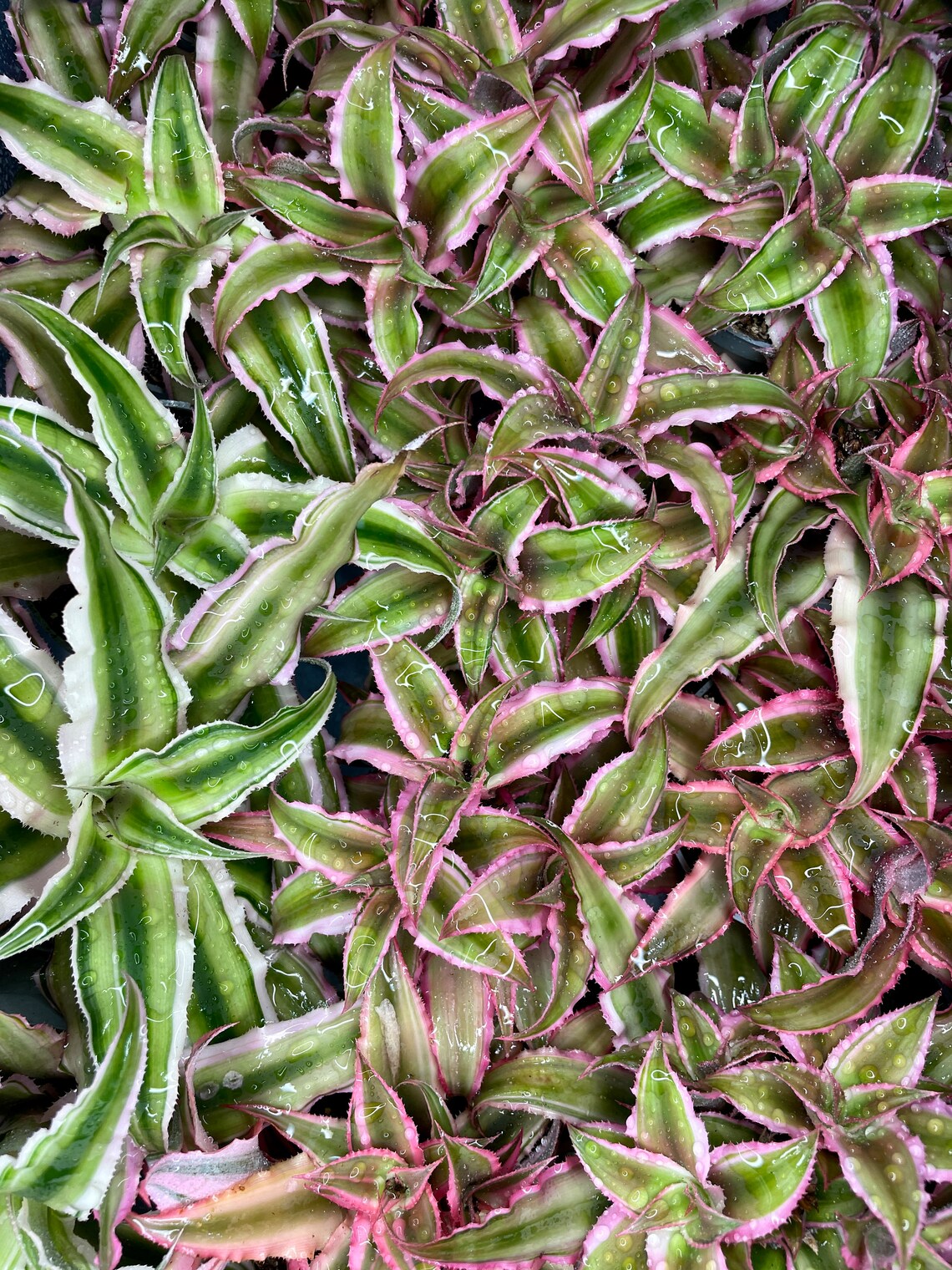 CRYPTANTHUS EARTH STAR | Bromeliad Plant 5.5cm Pot | Perfect House ...