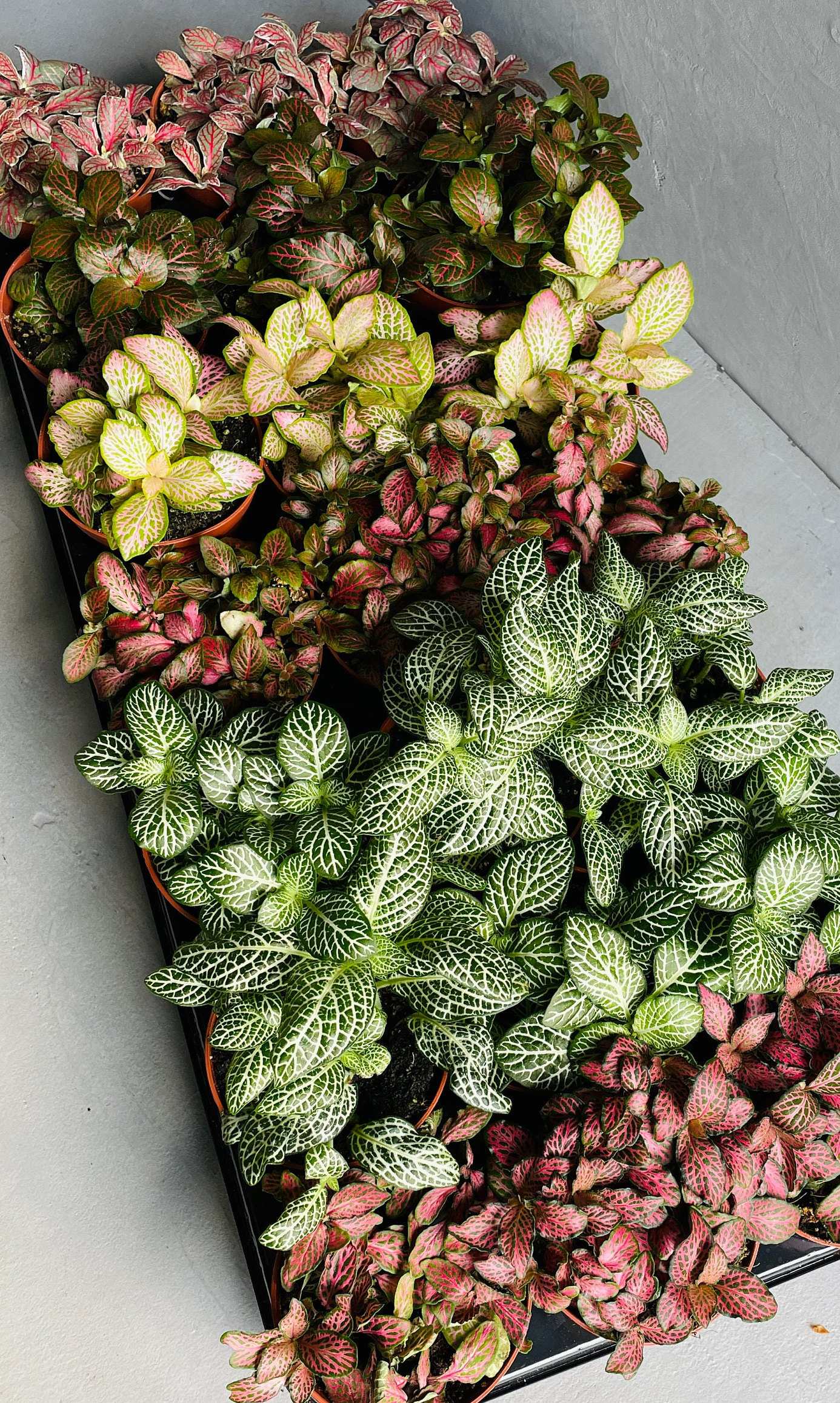 FITTONIA MOSAIC PLANT | Nerve Plant 8cm Pot | Perfect House Plant ...