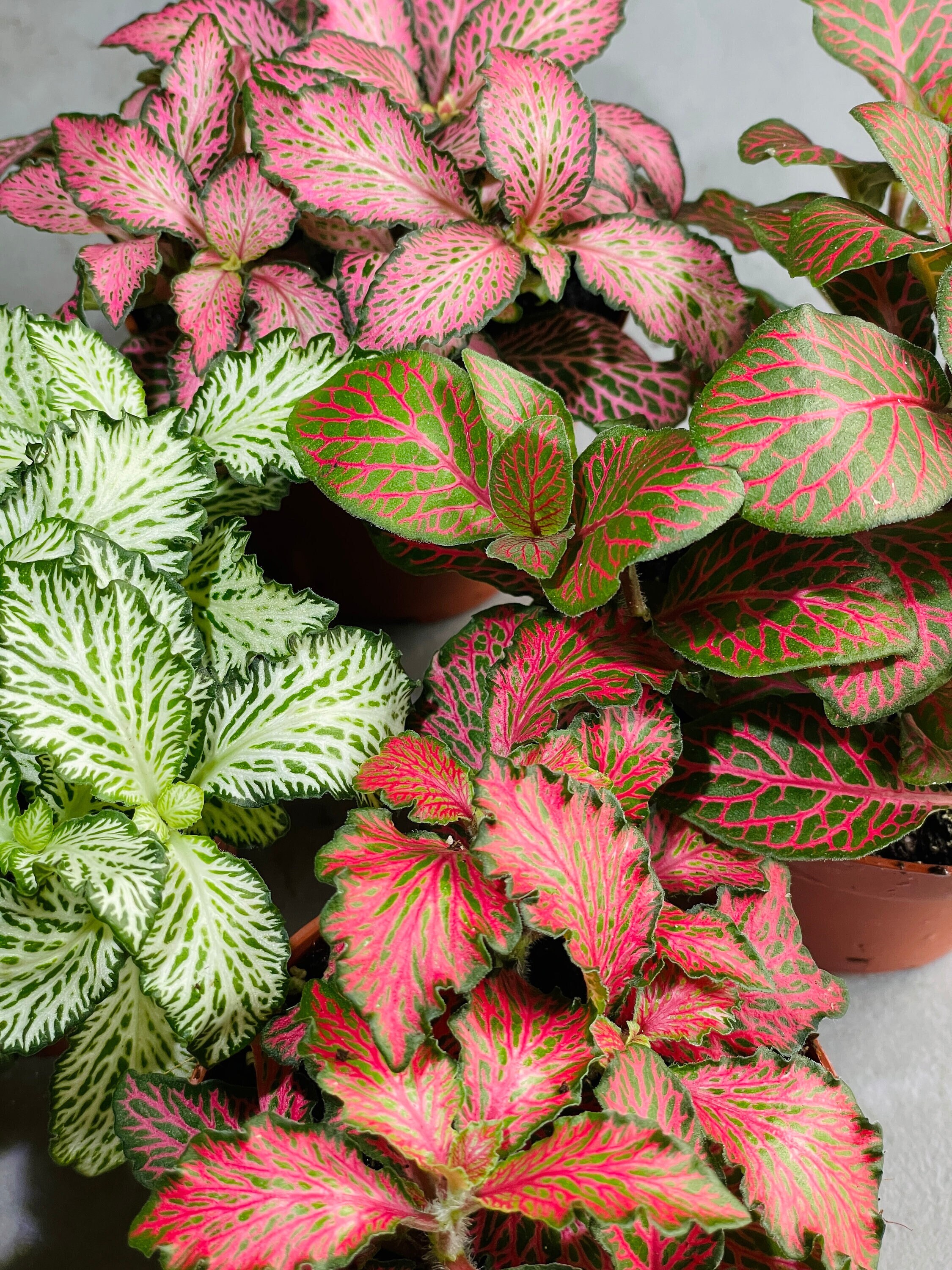 FITTONIA MOSAIC PLANT | Nerve Plant 8cm Pot | Perfect House Plant ...