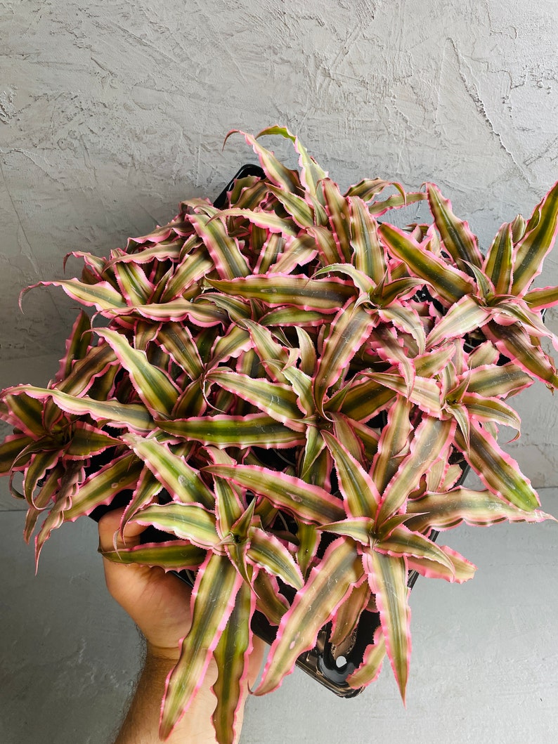 CRYPTANTHUS EARTH STAR | Bromeliad Plant 5.5cm Pot | Perfect House ...