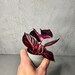IRESINE HERBSTII BLOODLEAF | Intense Deep Purple Plant 6cm Pot ...