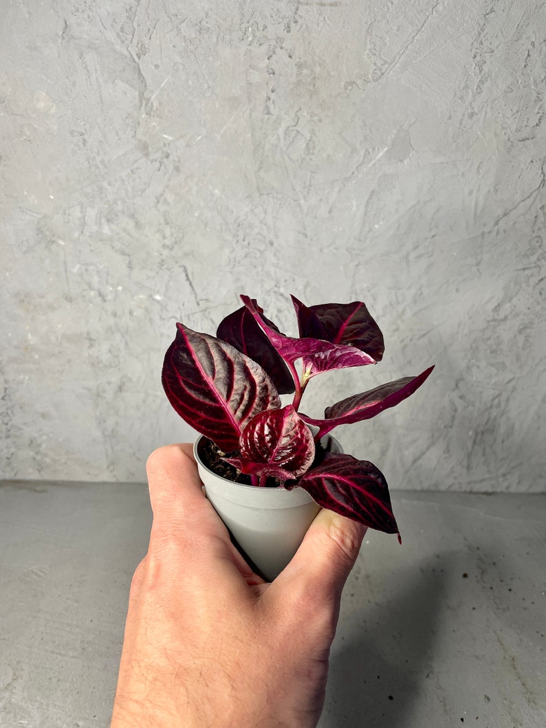 IRESINE HERBSTII BLOODLEAF | Intense Deep Purple Plant 6cm Pot ...