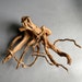 AZALEA REDMOOR ROOTS | Terrarium Supplies | Decorative Roots ...