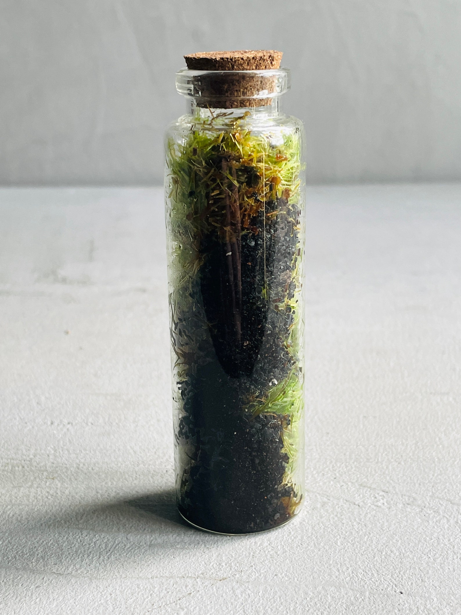 MINI VERTICAL MOSSARIUM Natural Fresh Moss Miniature - Etsy UK