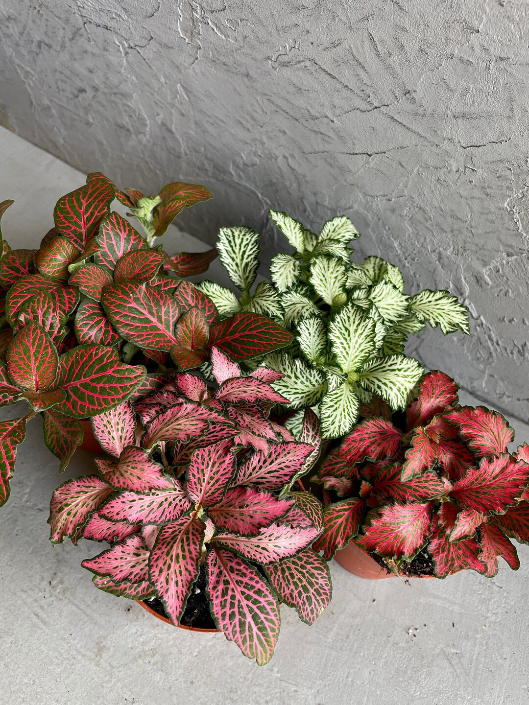 FITTONIA MOSAIC PLANT | Nerve Plant 8cm Pot | Perfect House Plant ...