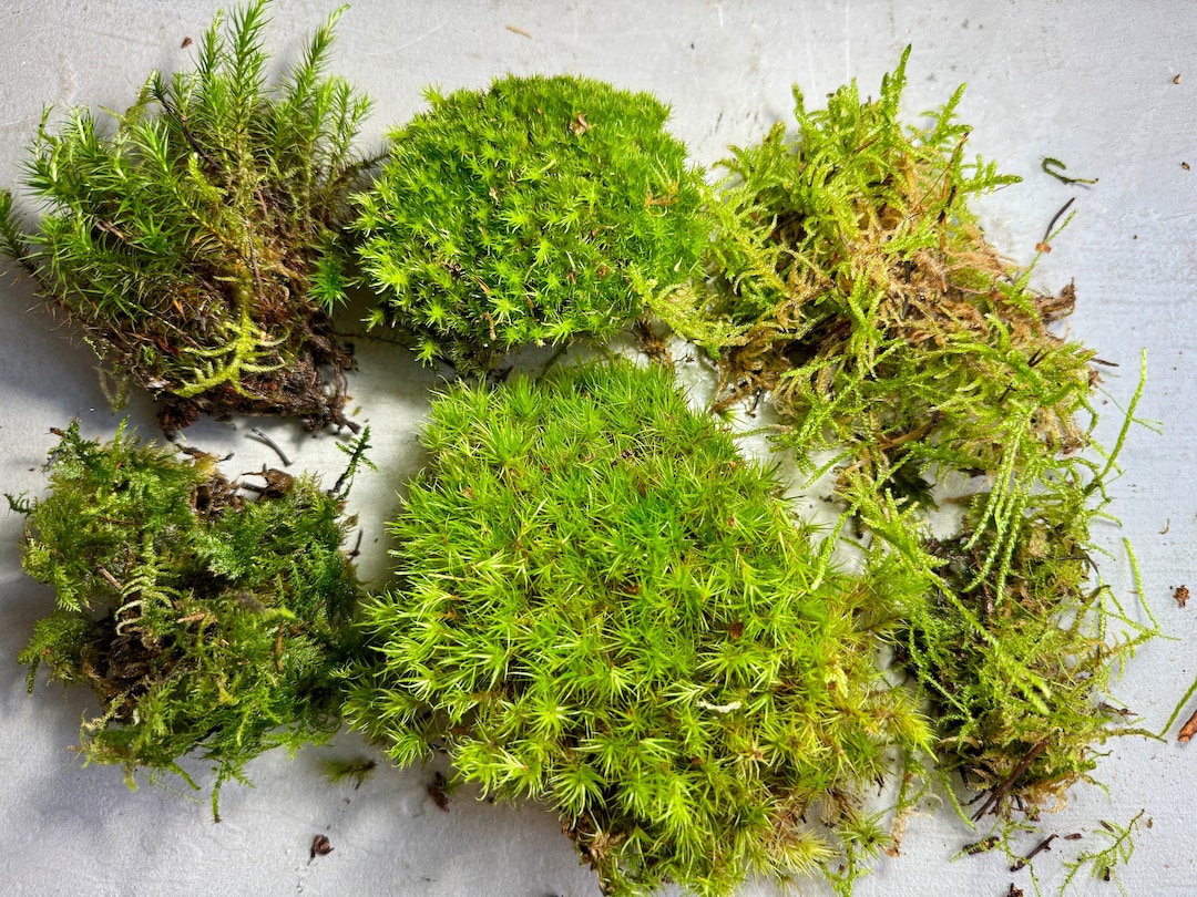LIVE MOSS BUNDLE | Natural Fresh Moss Mix | Terrarium Supplies ...