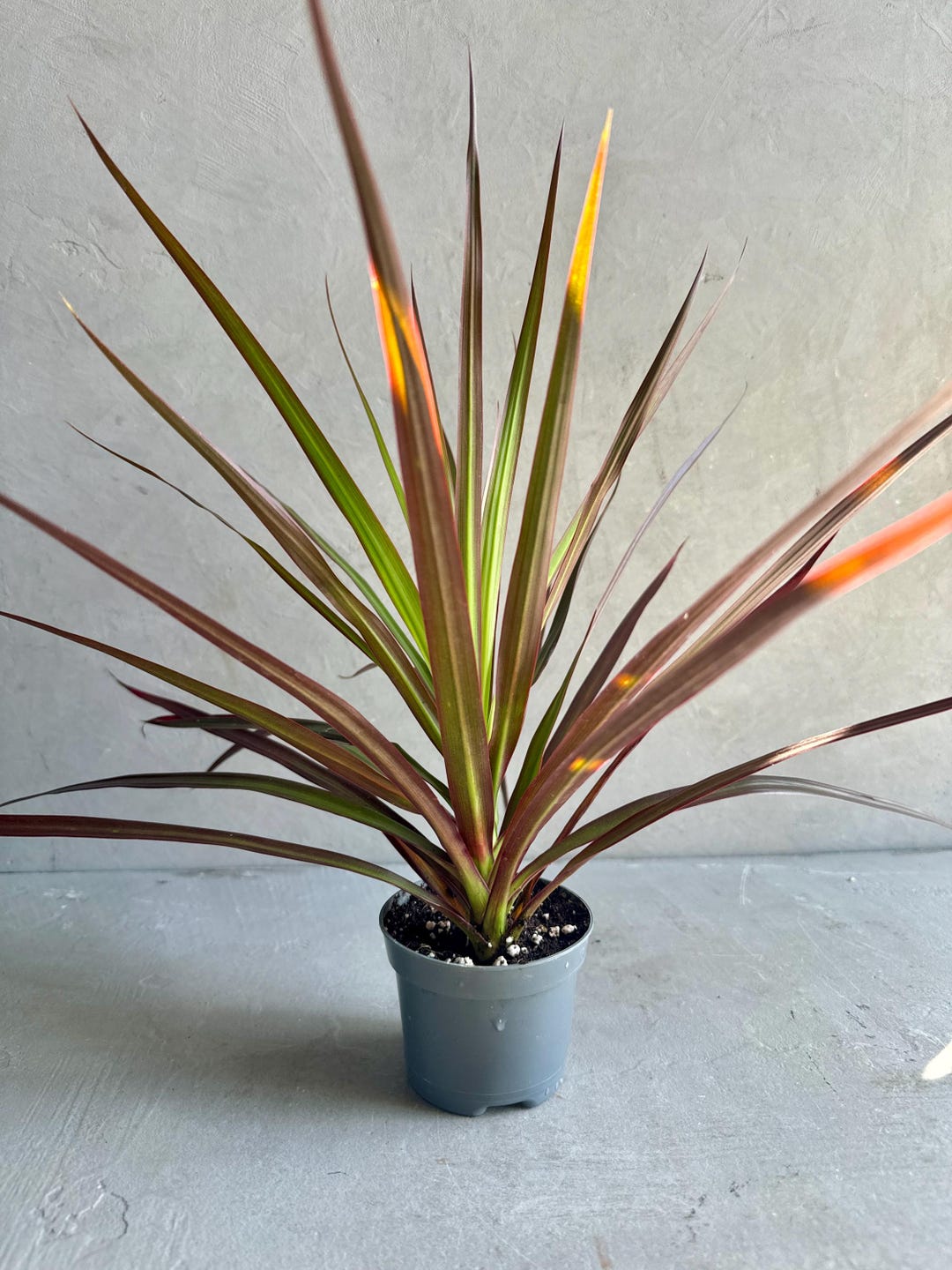 DRAGON TREE TRICOLOR | Dracaena Marginata Tricolor Plant 9cm Pot ...