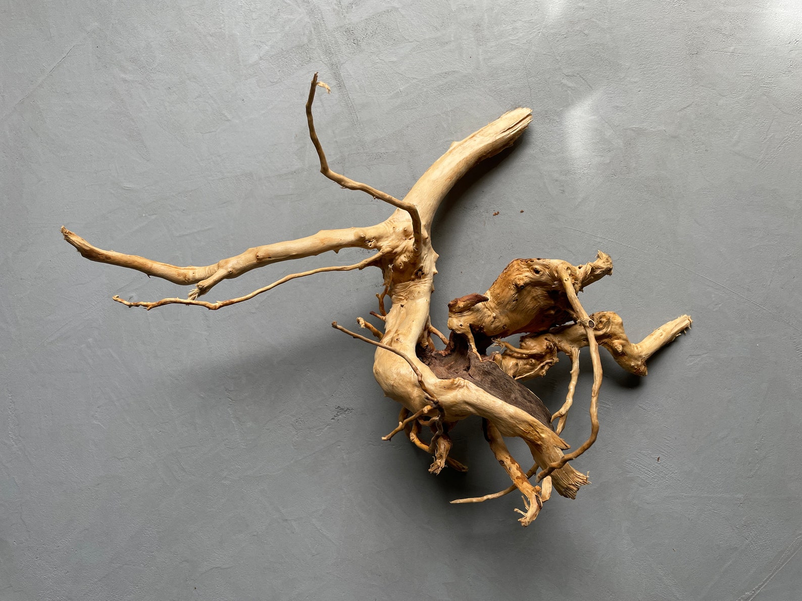 AZALEA REDMOOR ROOTS Terrarium Supplies Decorative Roots - Etsy UK
