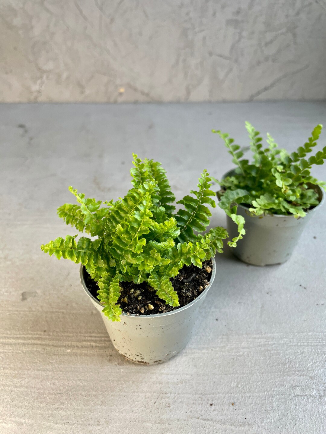 BABY FERN MIX | Indoor Ferns 6cm Pot | Perfect House Plant | Terrarium ...