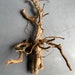 AZALEA REDMOOR ROOTS | Terrarium Supplies | Decorative Roots ...