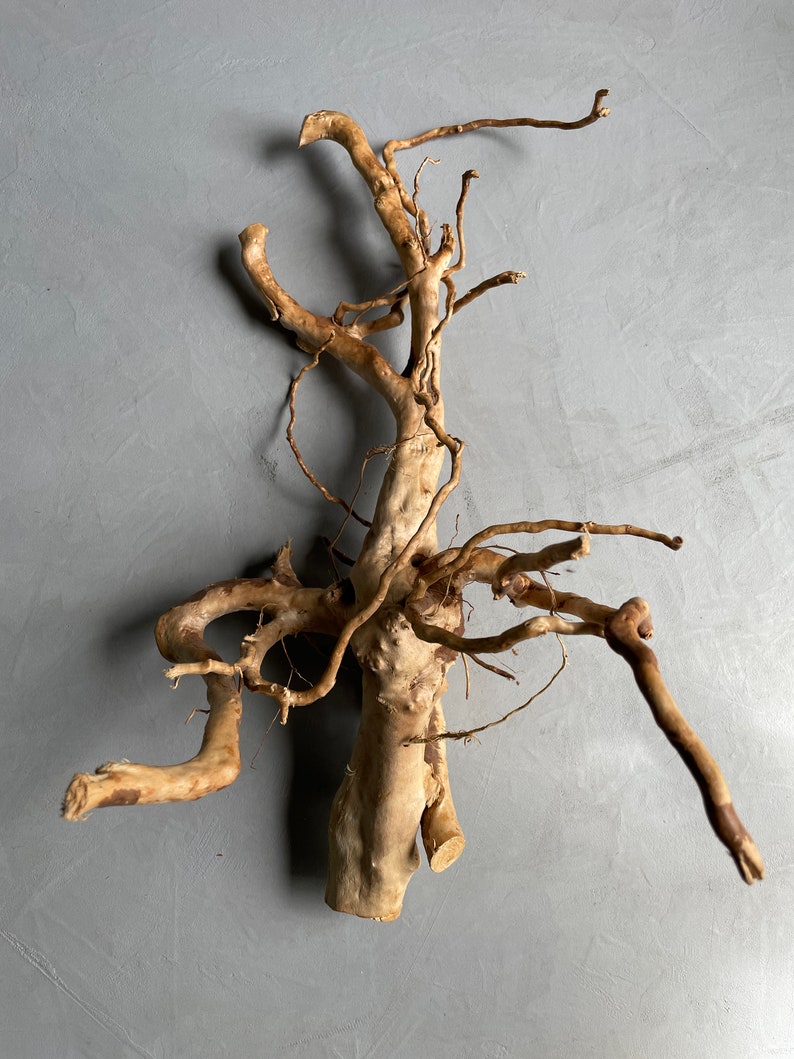 AZALEA REDMOOR ROOTS Terrarium Supplies Decorative Roots - Etsy UK