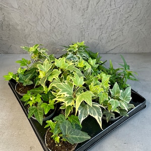 MINI IVY PLANT | Hedera Hibernica 5cm Pot | Perfect House Plant ...