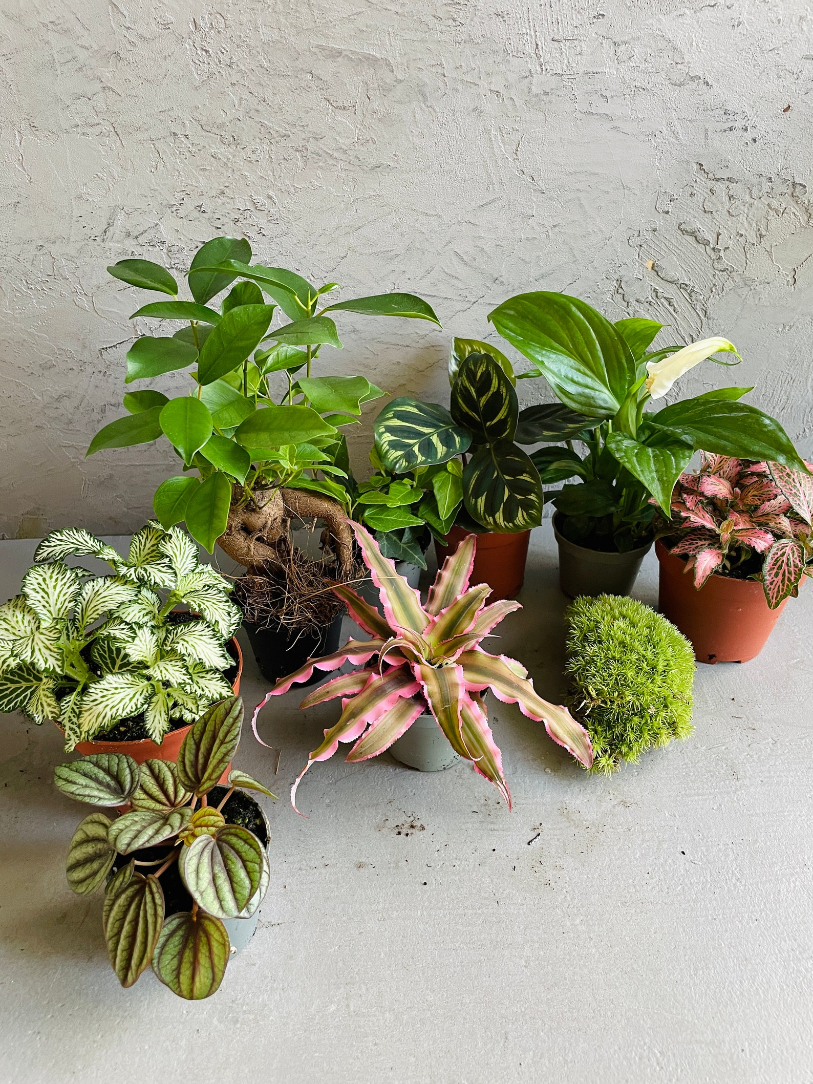 TERRARIUM PLANT SET | Set of 3, 5 or 7 Small Plants | Diy Starter Kit ...