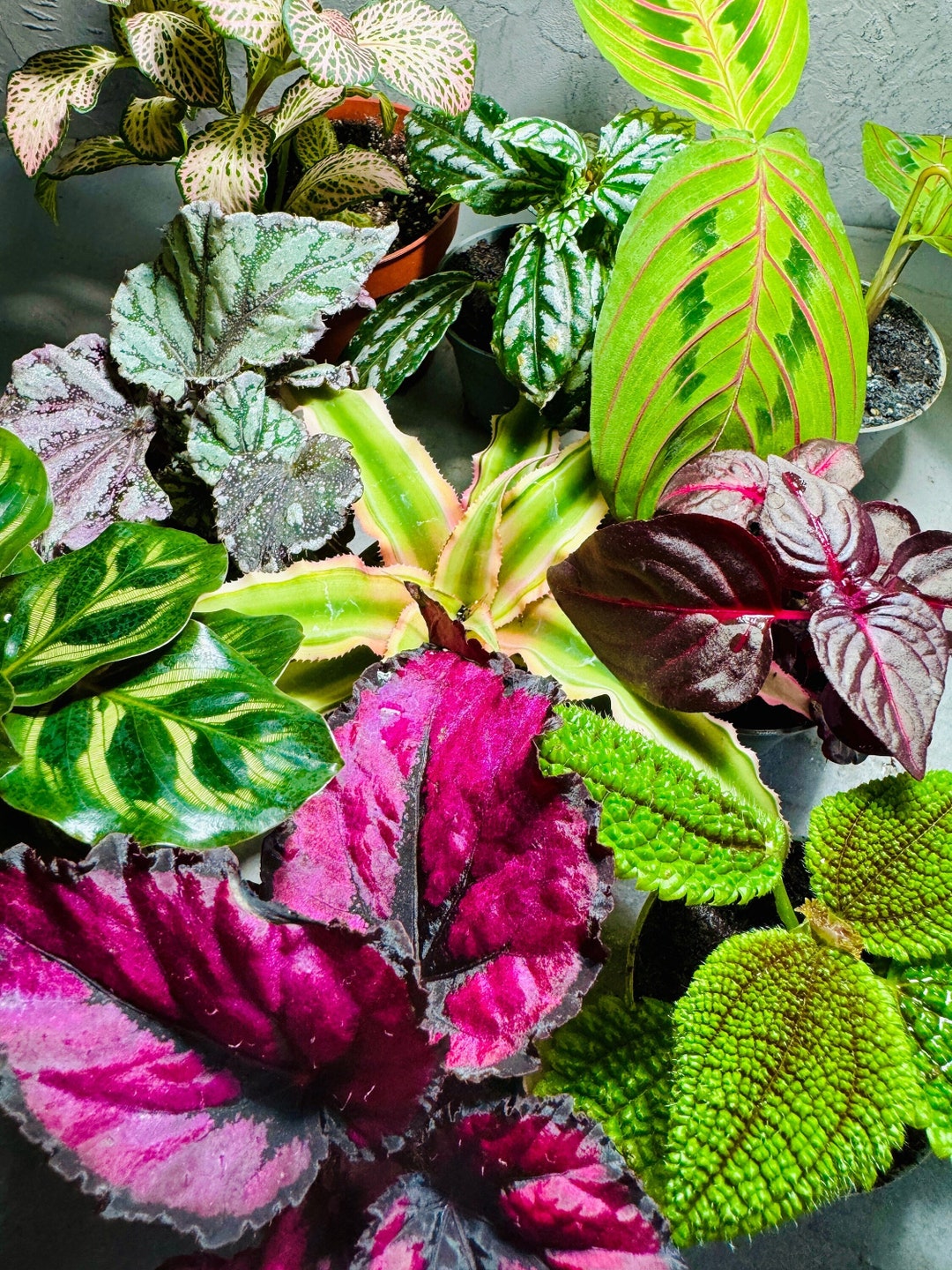 TERRARIUM PLANT SET | Set of 3, 5 or 7 Small Plants | Diy Starter Kit ...