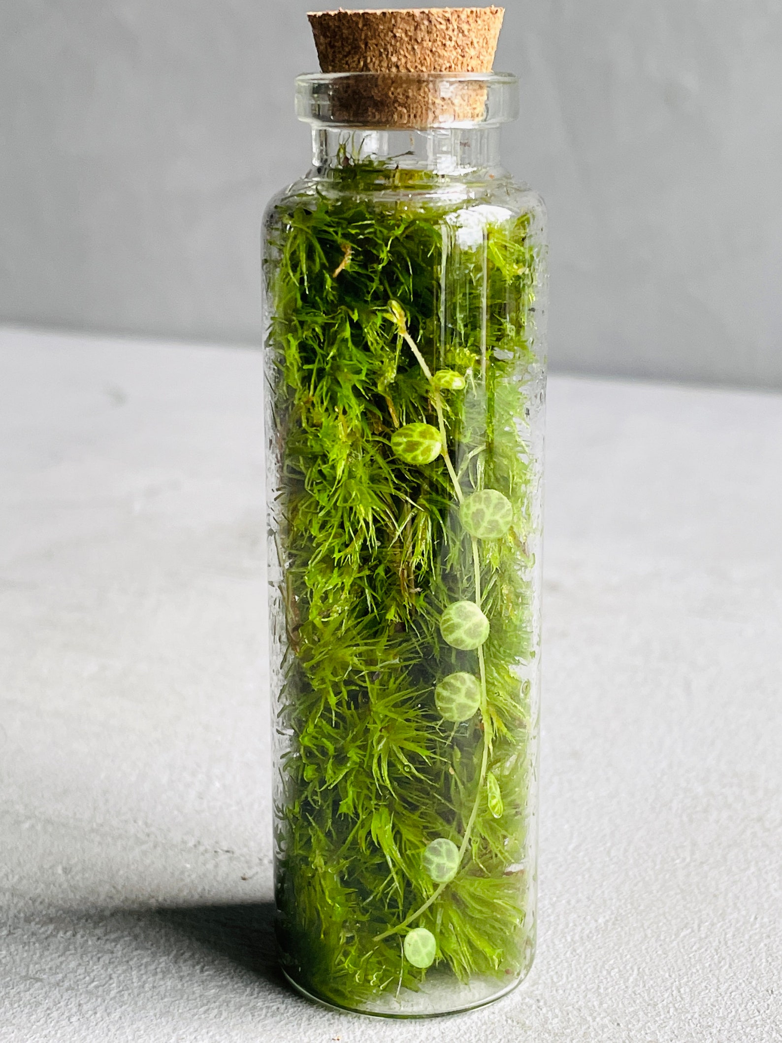 MINI VERTICAL MOSSARIUM Natural Fresh Moss Miniature - Etsy