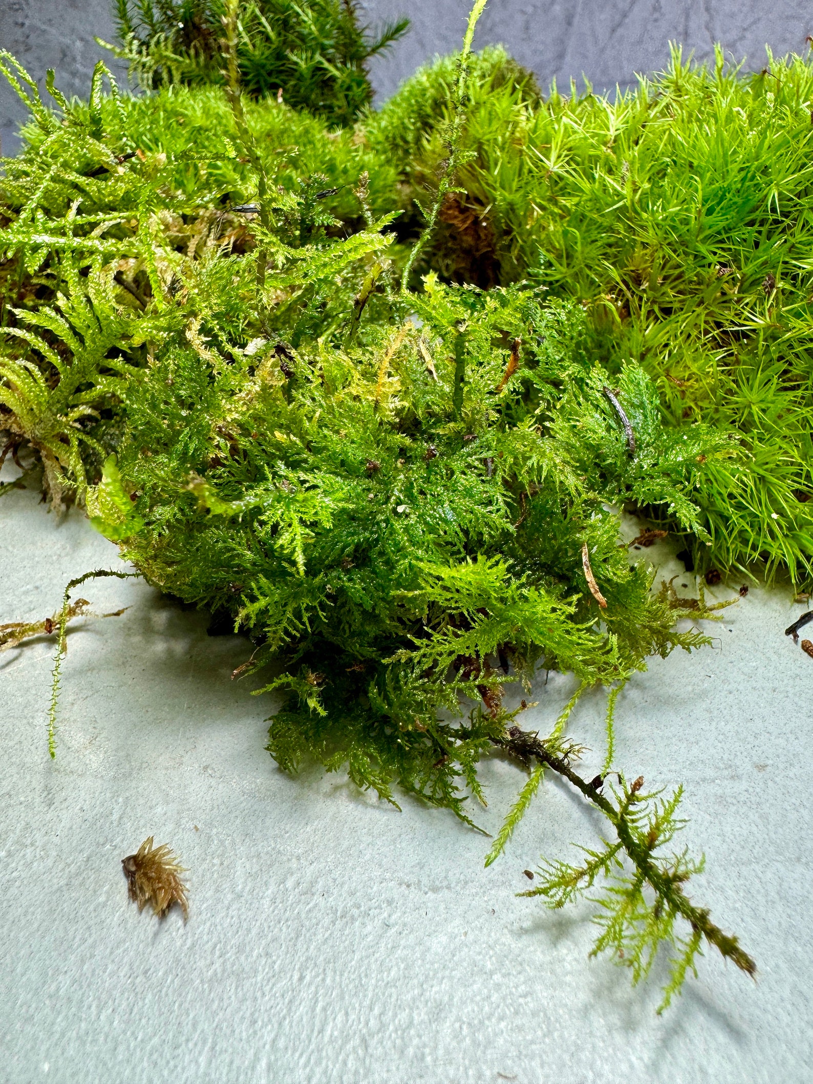 LIVE MOSS BUNDLE | Natural Fresh Moss Mix | Terrarium Supplies ...