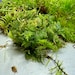 LIVE MOSS BUNDLE | Natural Fresh Moss Mix | Terrarium Supplies ...
