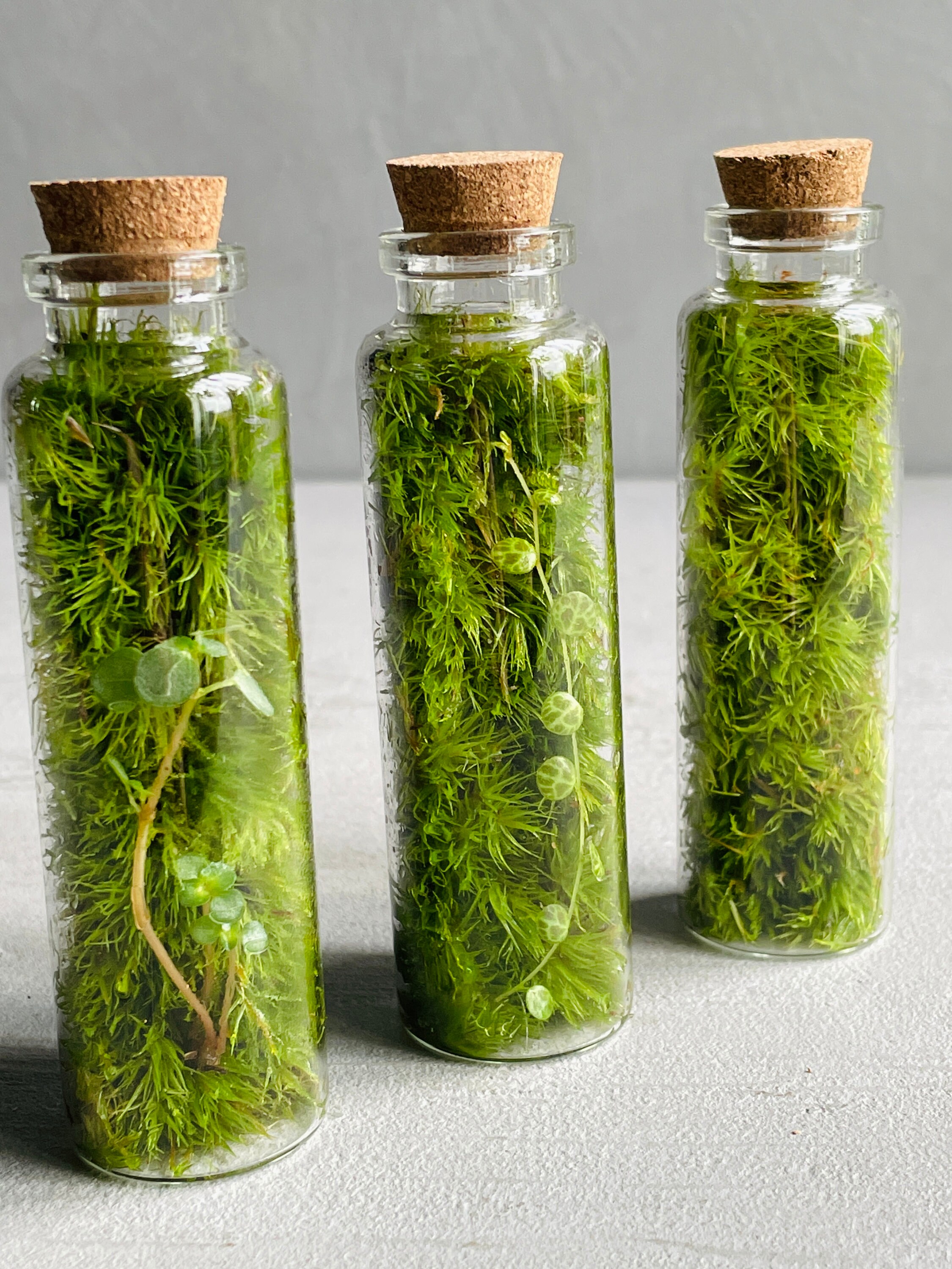 MINI VERTICAL MOSSARIUM Natural Fresh Moss Miniature | Etsy UK