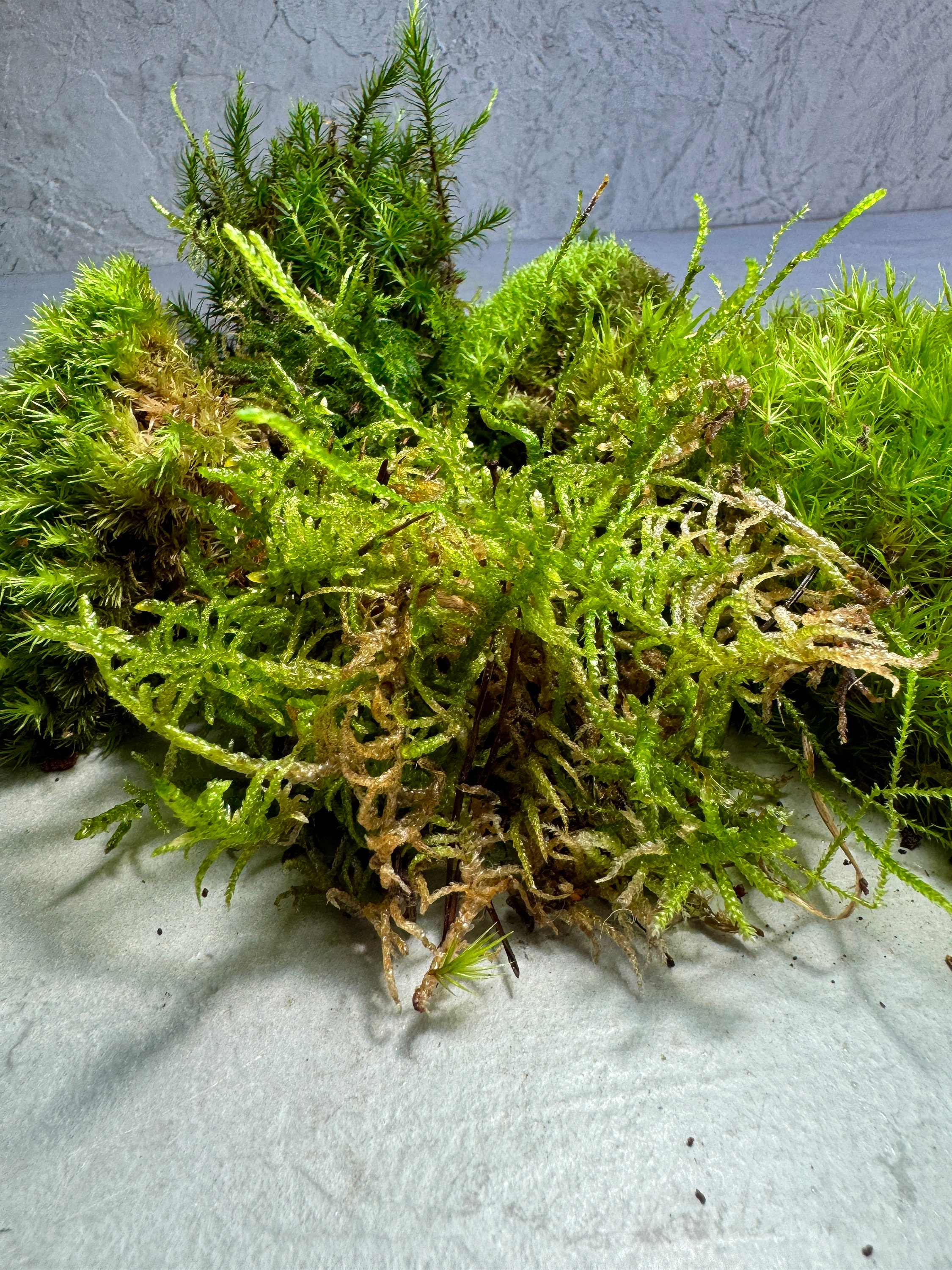 LIVE MOSS BUNDLE | Natural Fresh Moss Mix | Terrarium Supplies ...