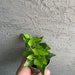 MINI IVY PLANT | Hedera Hibernica 5cm Pot | Perfect House Plant ...