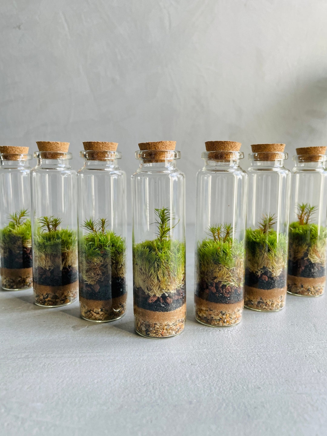 MINI MOSSARIUM BOTTLES | Natural Fresh Moss | Miniature Terrarium ...