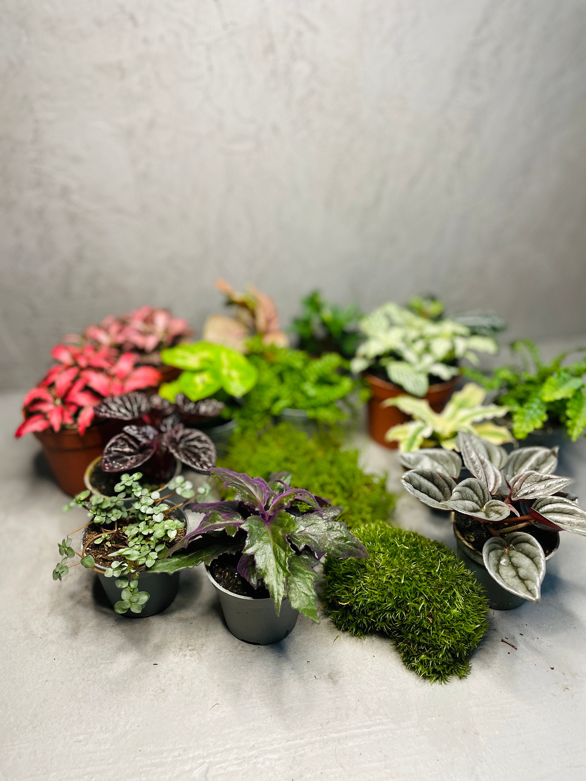 TERRARIUM LOWER PLANTS Set of 3 5 or 7 Lower Baby Plants - Etsy UK