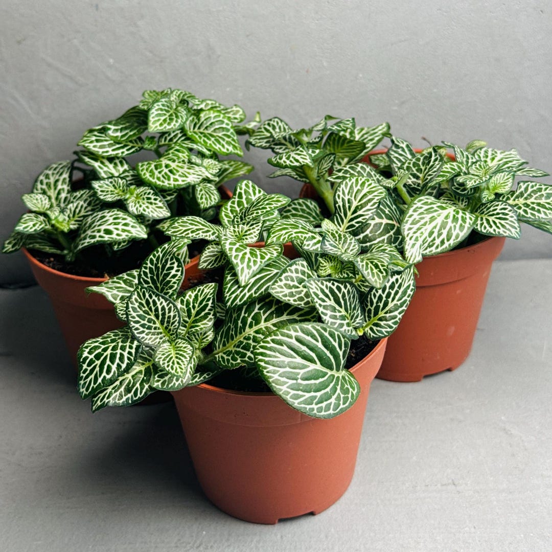 GREEN FITTONIA PLANT | Nerve Plant 8cm Pot | Perfect House Plant ...