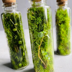 MINI VERTICAL MOSSARIUM Natural Fresh Moss Miniature Terrarium Vertical ...