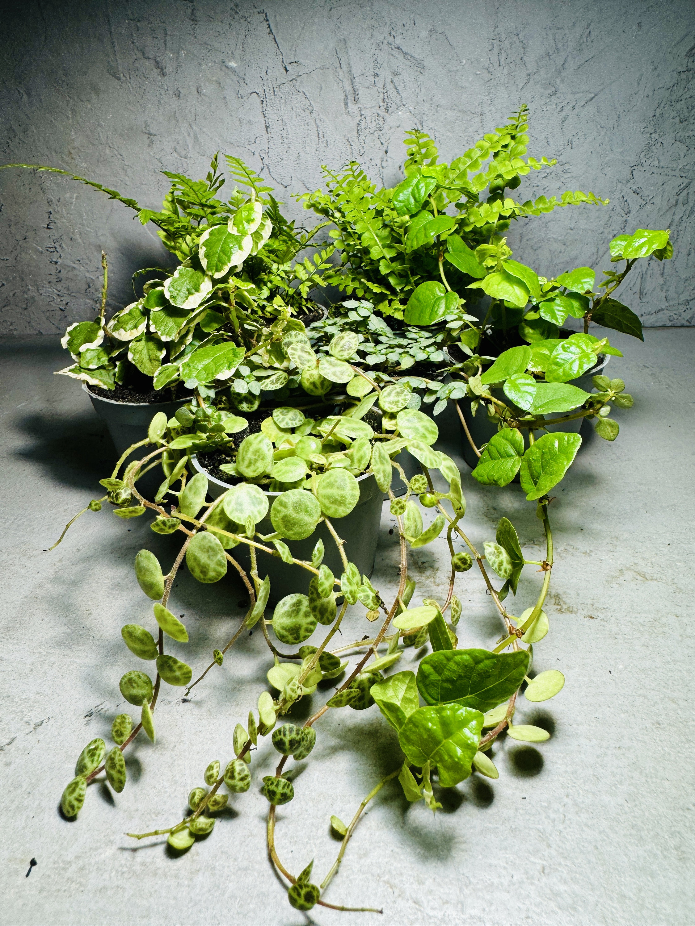 TERRARIUM PLANT SET | Set of 3, 5 or 7 Small Plants | Diy Starter Kit ...