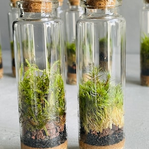MINI MOSSARIUM BOTTLES | Natural Fresh Moss | Miniature Terrarium ...
