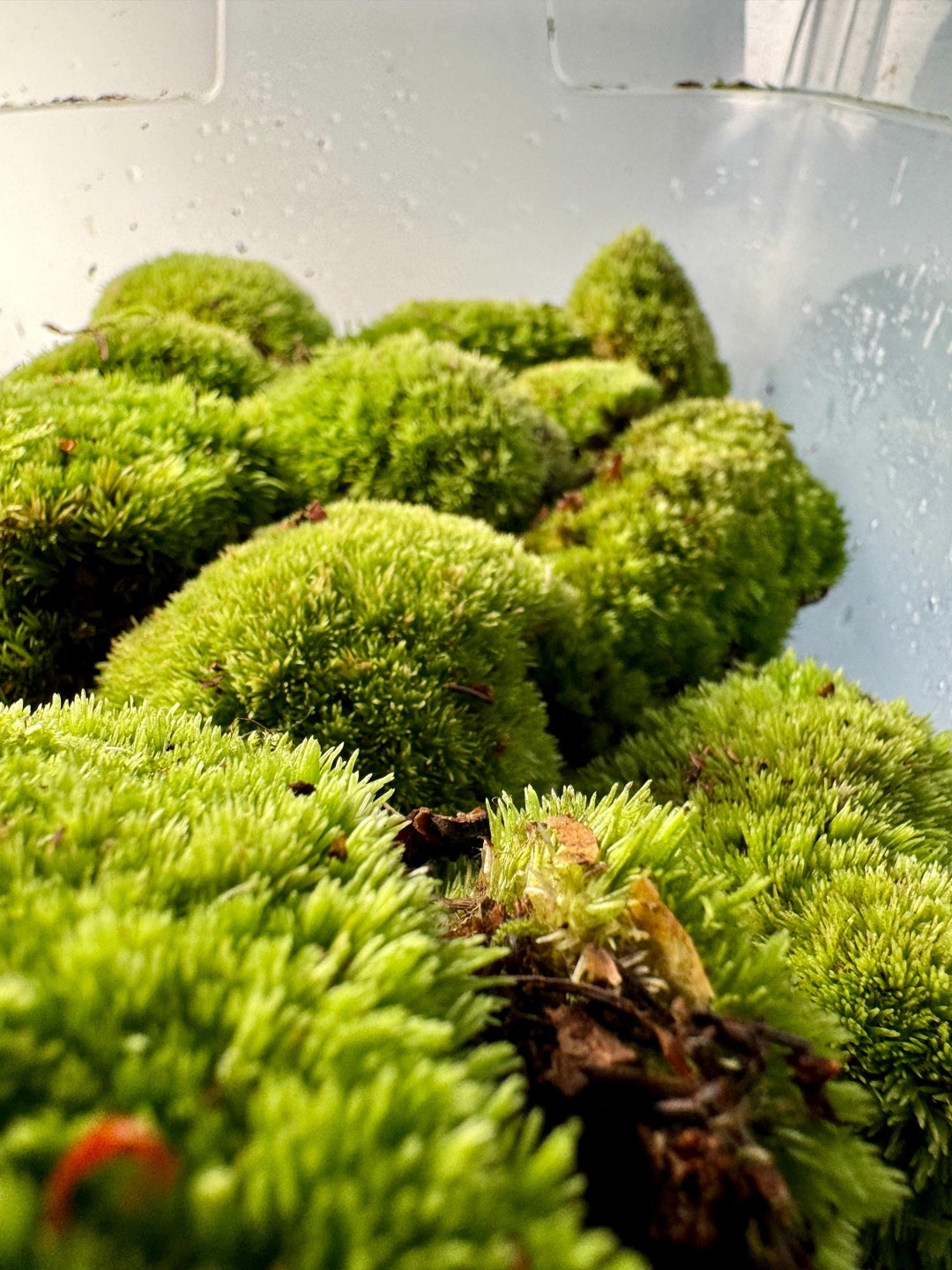 LIVE BUN MOSS | Natural Fresh Moss | Terrarium Supplies | Cushion Moss ...