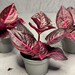 IRESINE HERBSTII BLOODLEAF | Intense Deep Purple Plant 6cm Pot ...