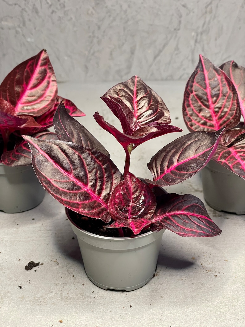 IRESINE HERBSTII BLOODLEAF | Intense Deep Purple Plant 6cm Pot ...