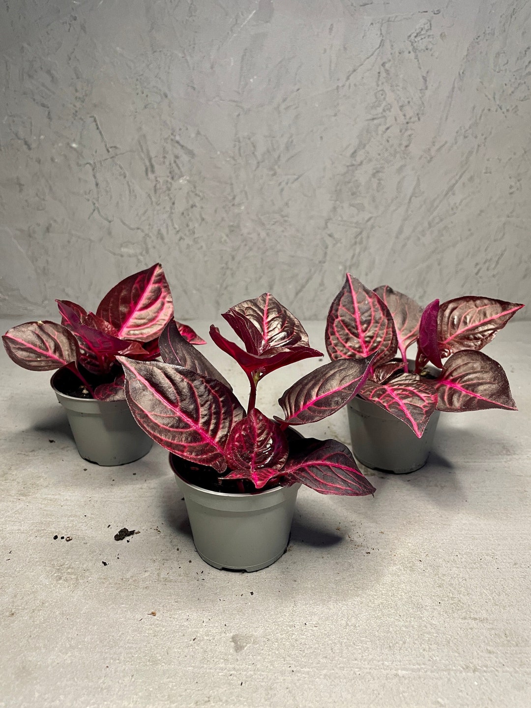 IRESINE HERBSTII BLOODLEAF | Intense Deep Purple Plant 6cm Pot ...